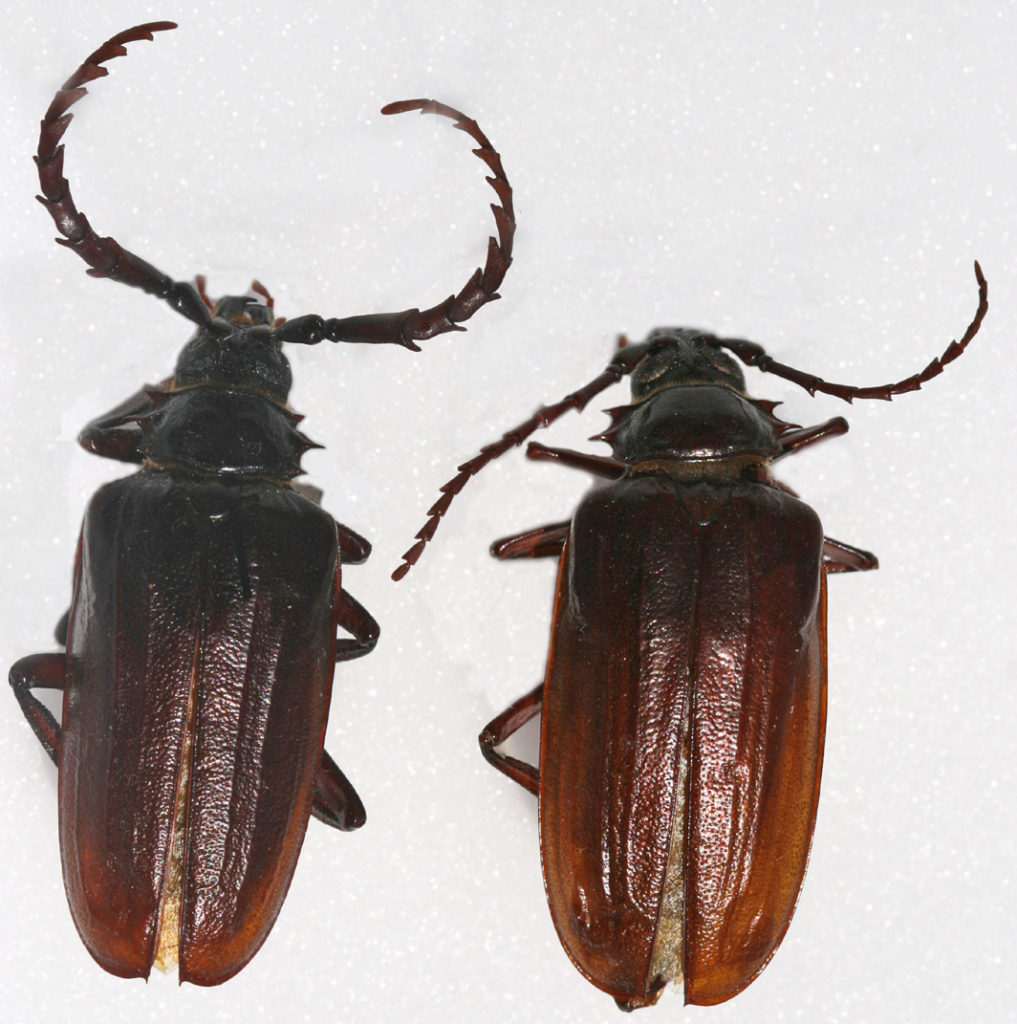 Native Insects, Coleoptera-Beetles – Western Colorado Insects